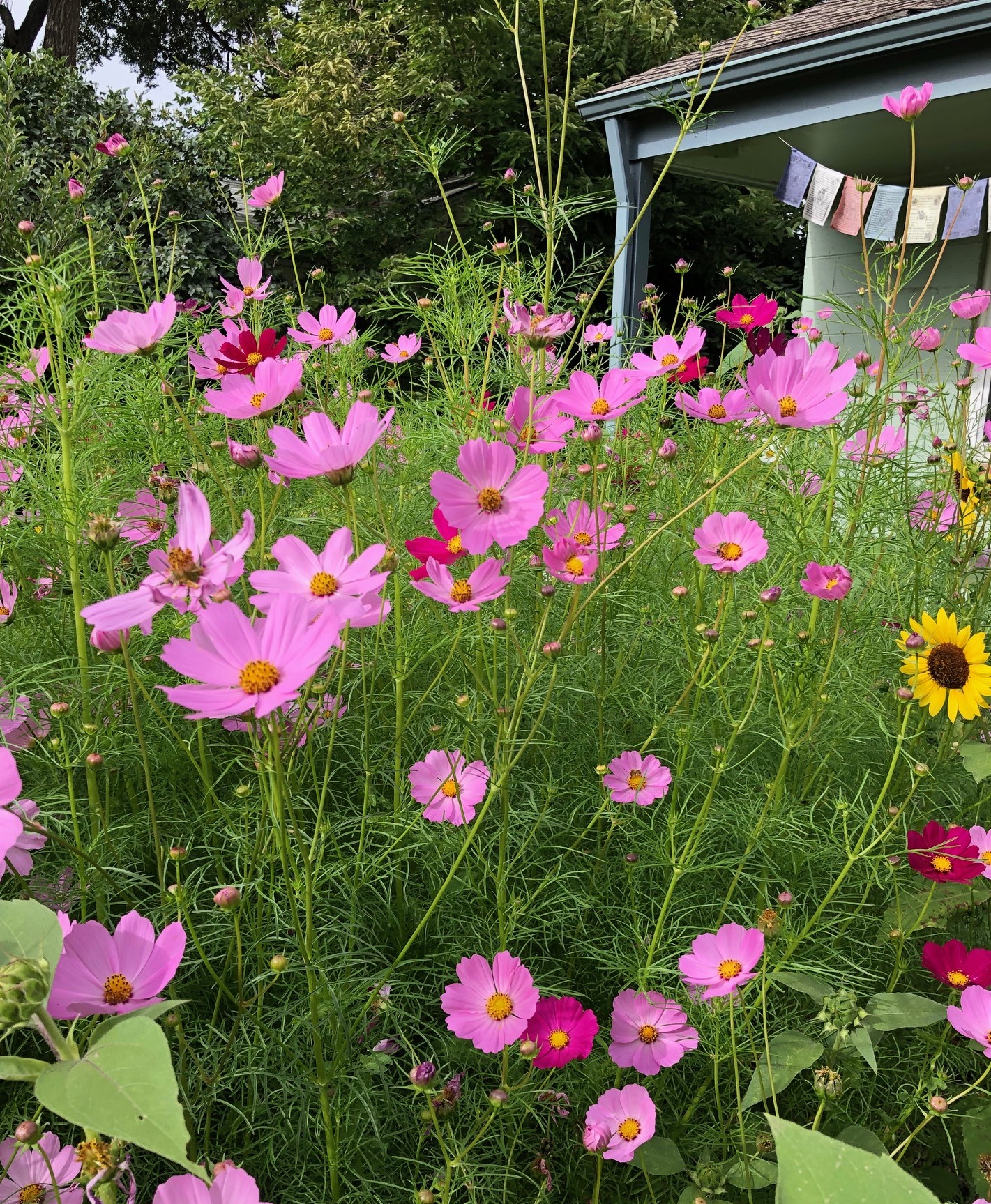 August Garden Chaos * Mindfulness Garden Games